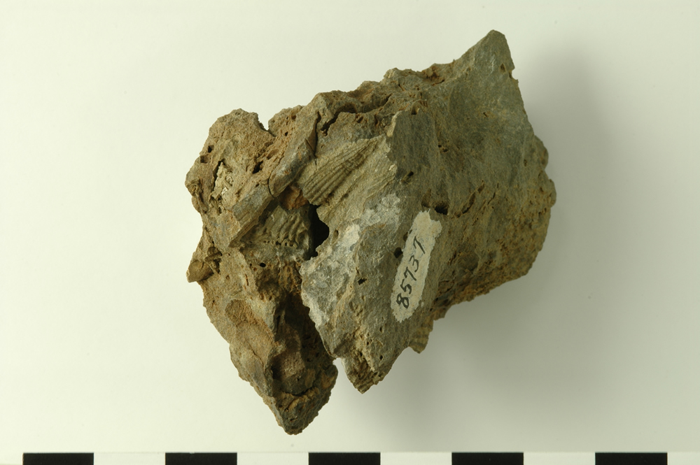 二枚貝データベース